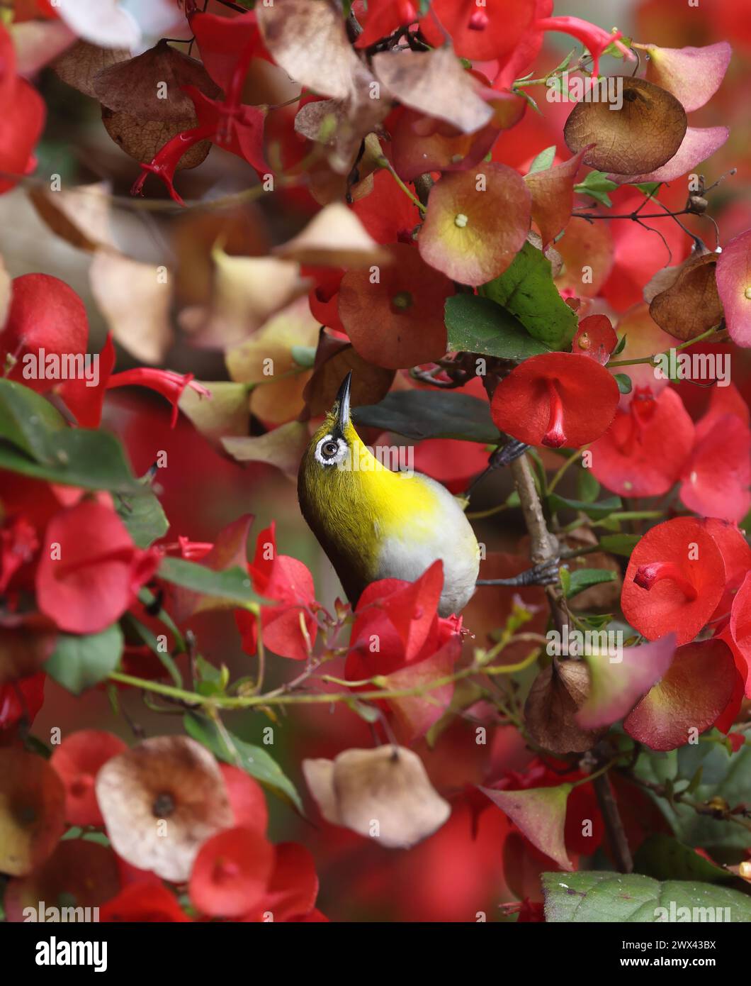 Indian white-eye on flower.Indian white-eye, formerly the Oriental ...