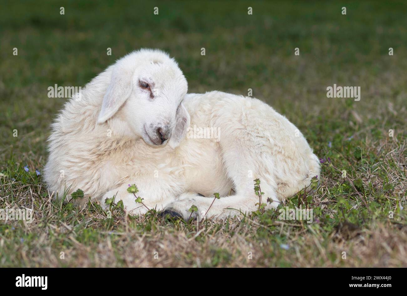 White Katahdin sheep lamb oozing love and affection as it lays on a ...