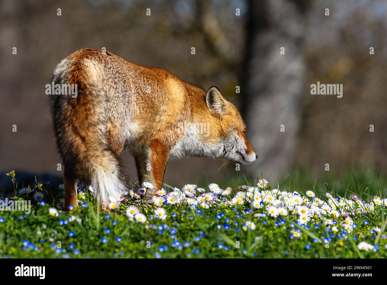 Spring photos hi-res stock photography and images - Alamy