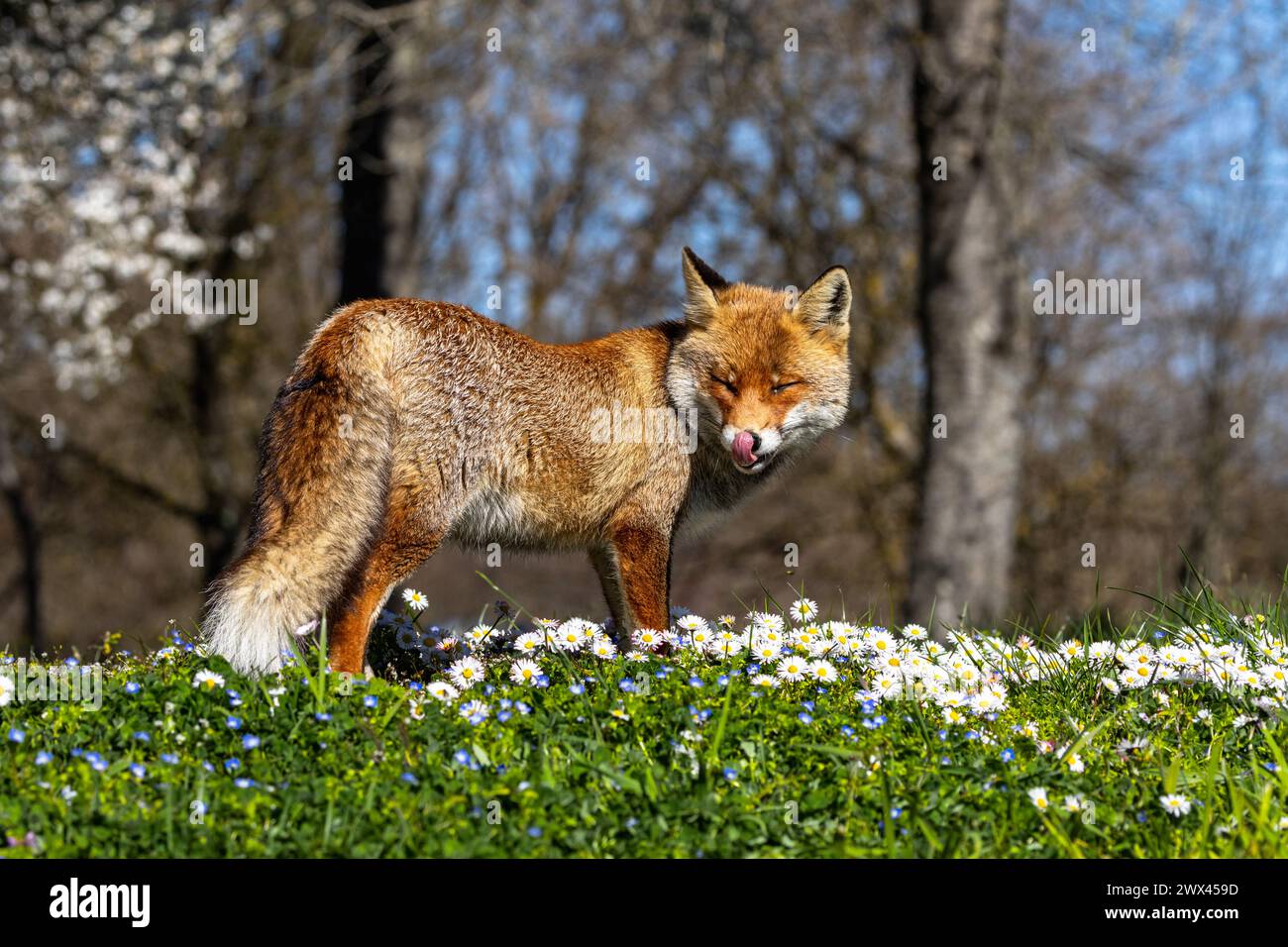 Spring photos hi-res stock photography and images - Alamy