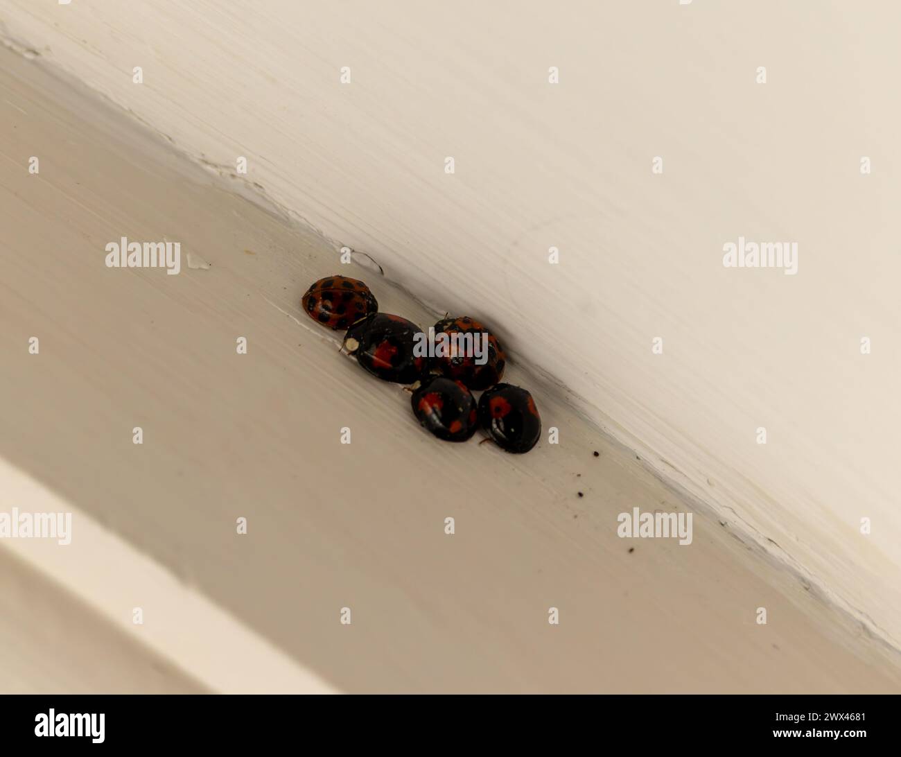 Ladybird beetles hibernating hi-res stock photography and images - Alamy