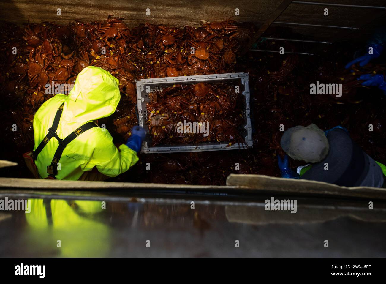 A crab lumber unloads catch from the hold of a fishing vessel in New ...