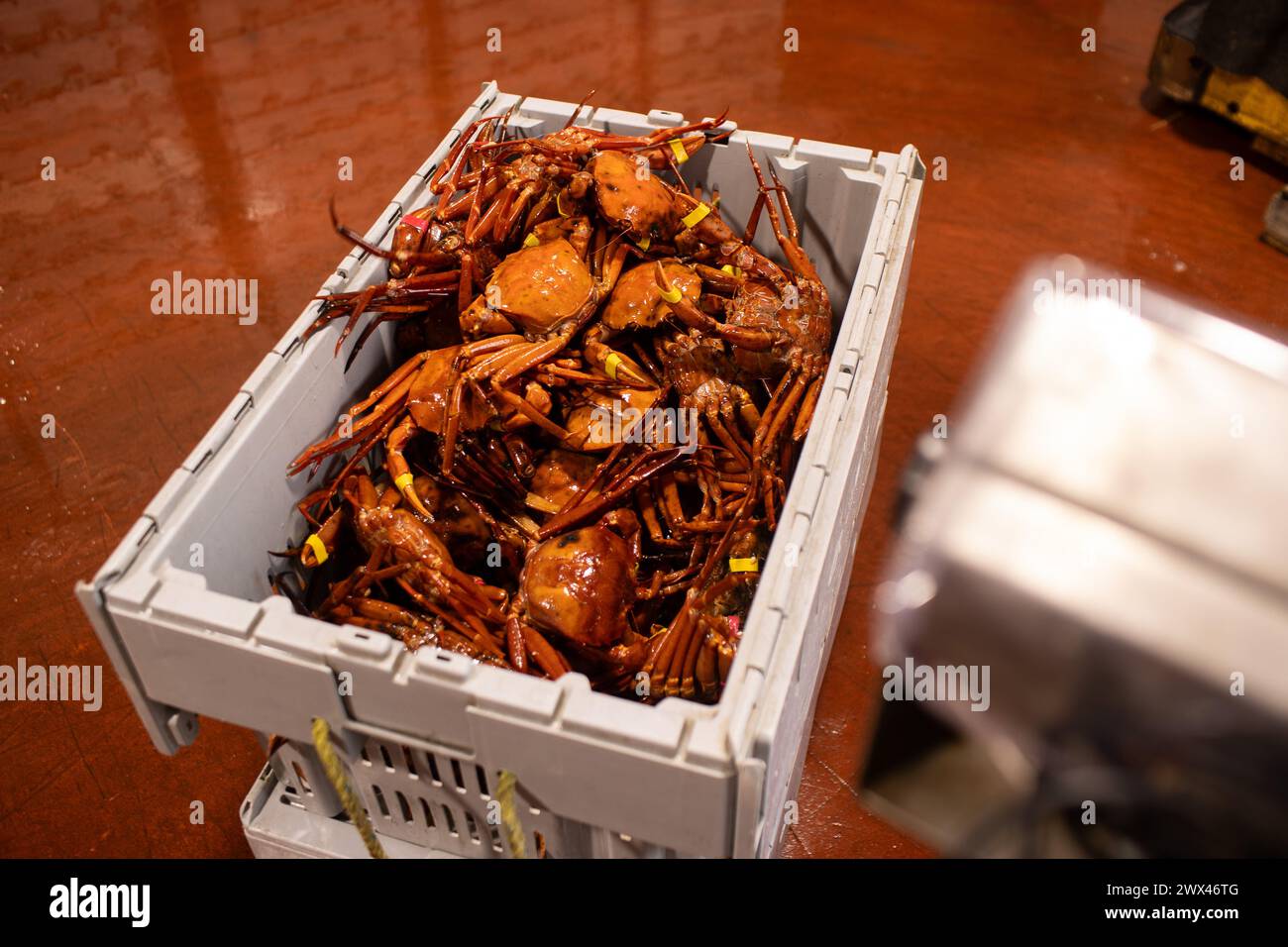 Atlantic red crabs await processing in a facility in New Bedford ...