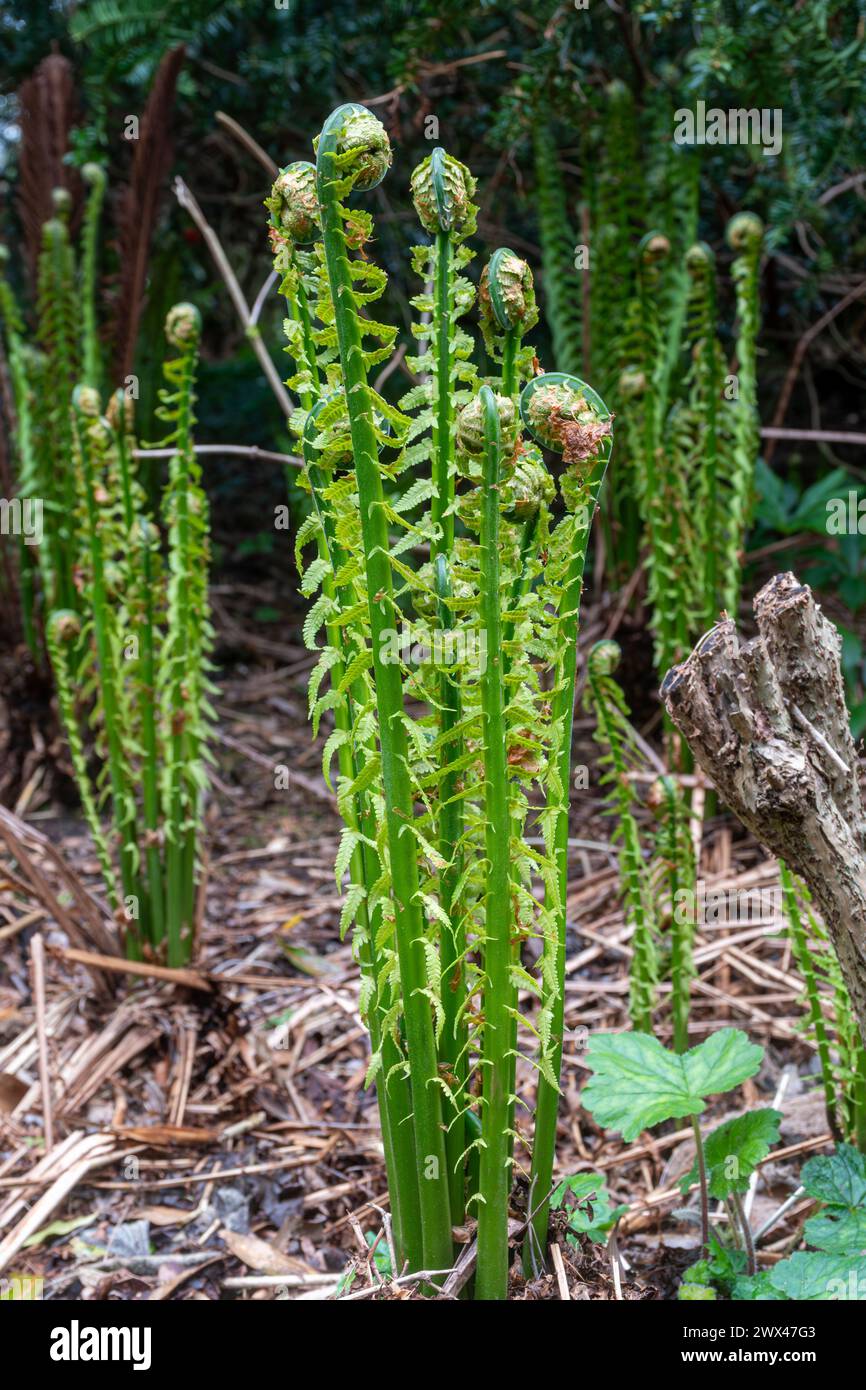 Ferns about to unfurl in spring or March in a garden, UK Stock Photo ...
