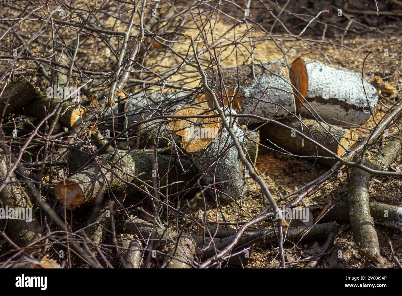 The sawn and felled branches and tree trunks from old trees were piled ...