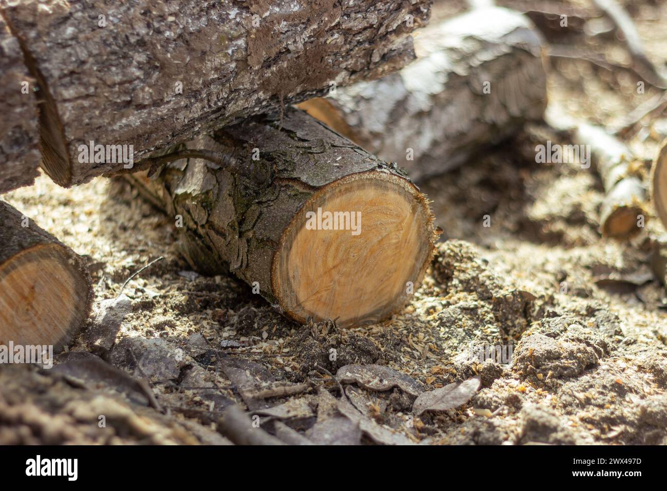 The sawn and felled branches and tree trunks from old trees were piled ...