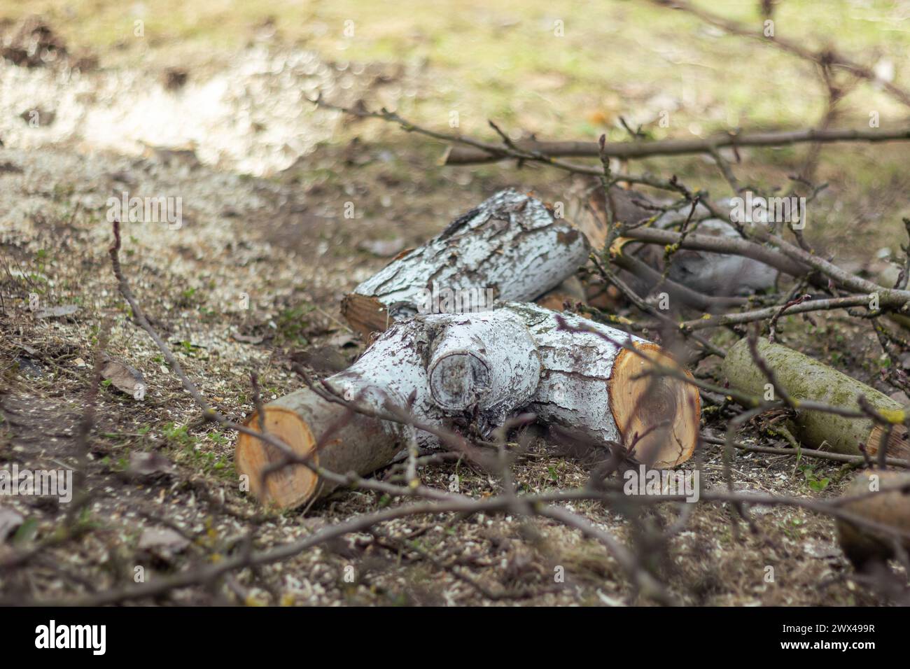 The sawn and felled branches and tree trunks from old trees were piled ...