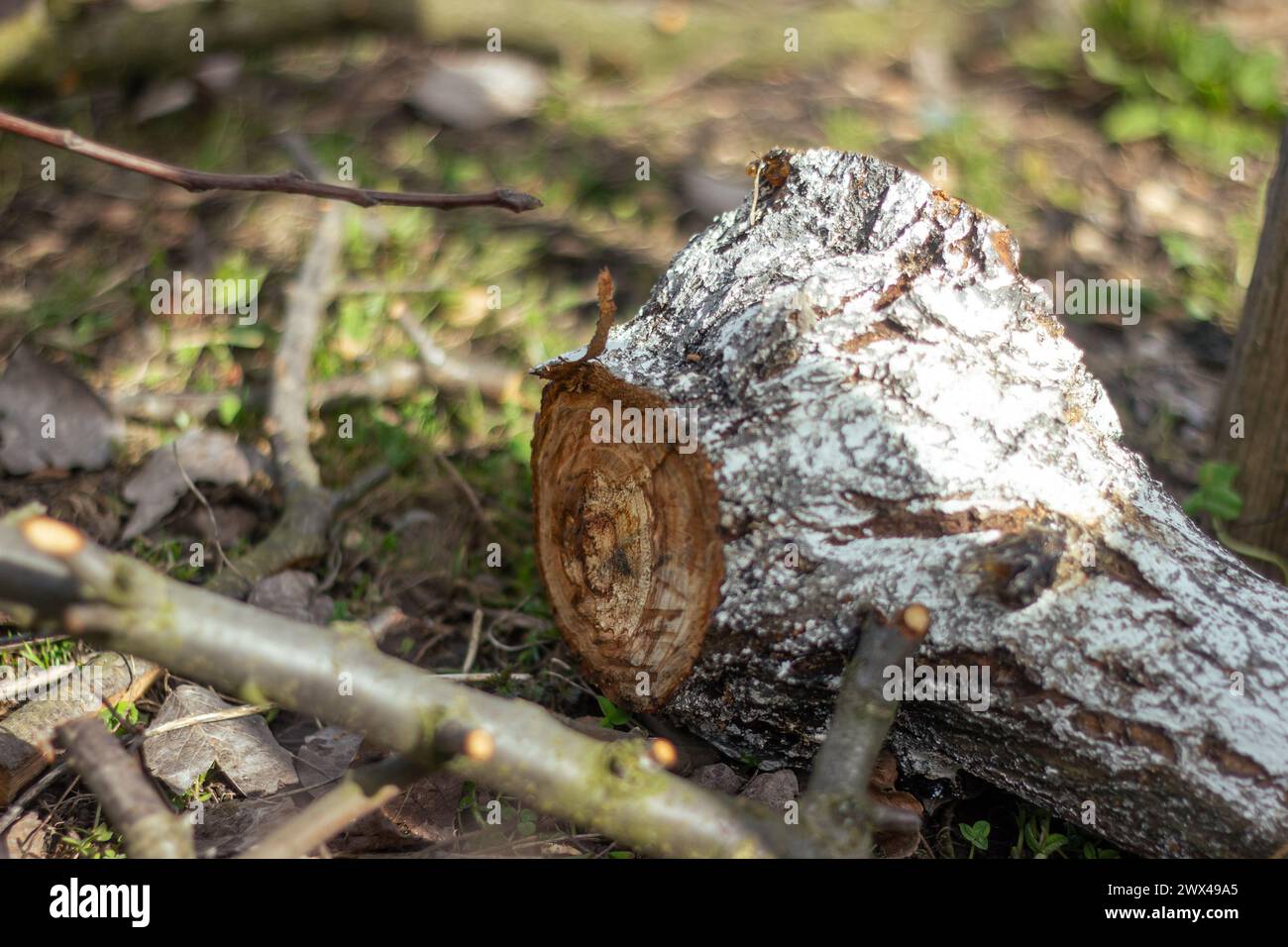 Piled up tree trunks hi-res stock photography and images - Alamy