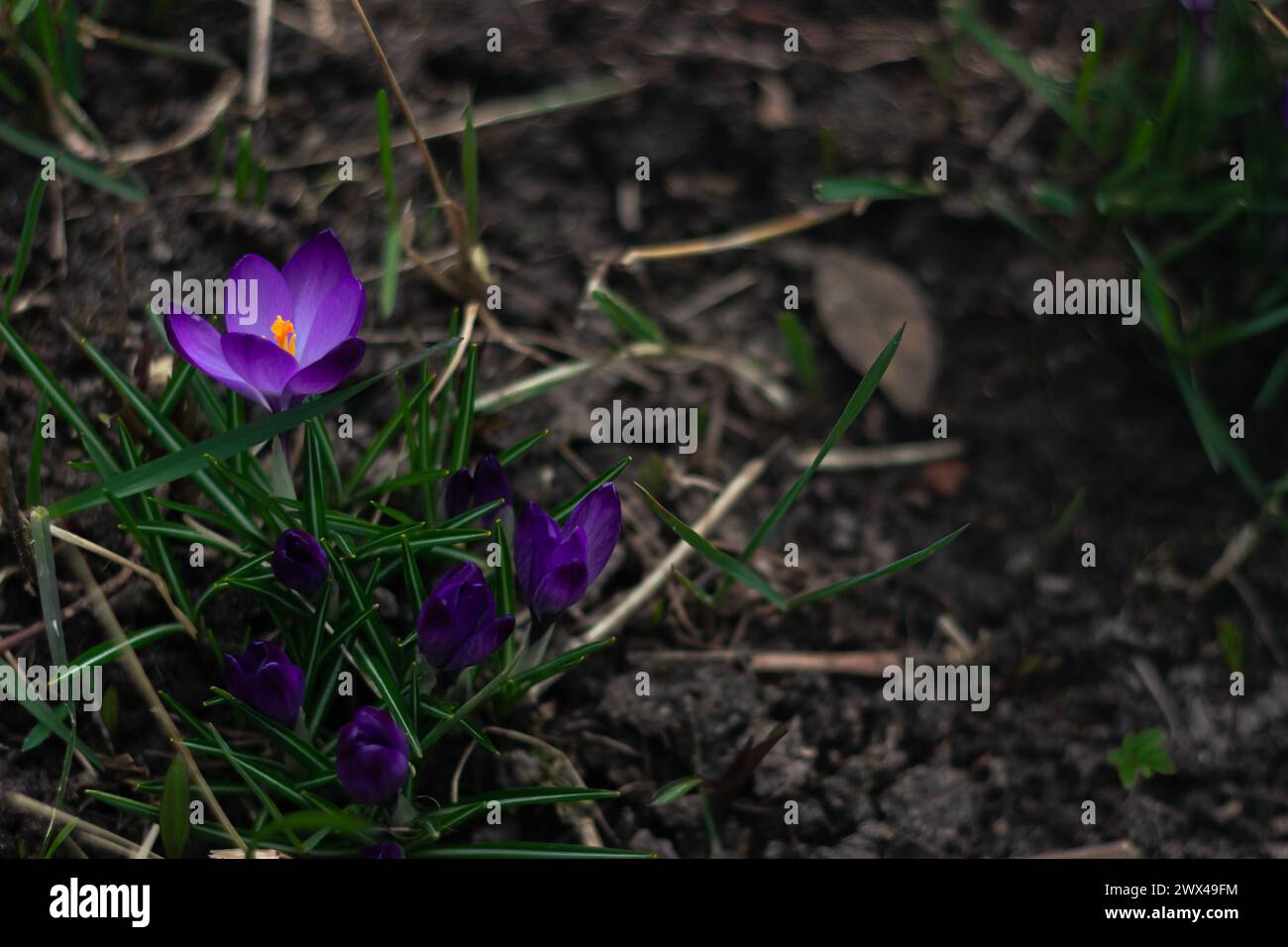Purple snowdrops growing in spring hi-res stock photography and images ...