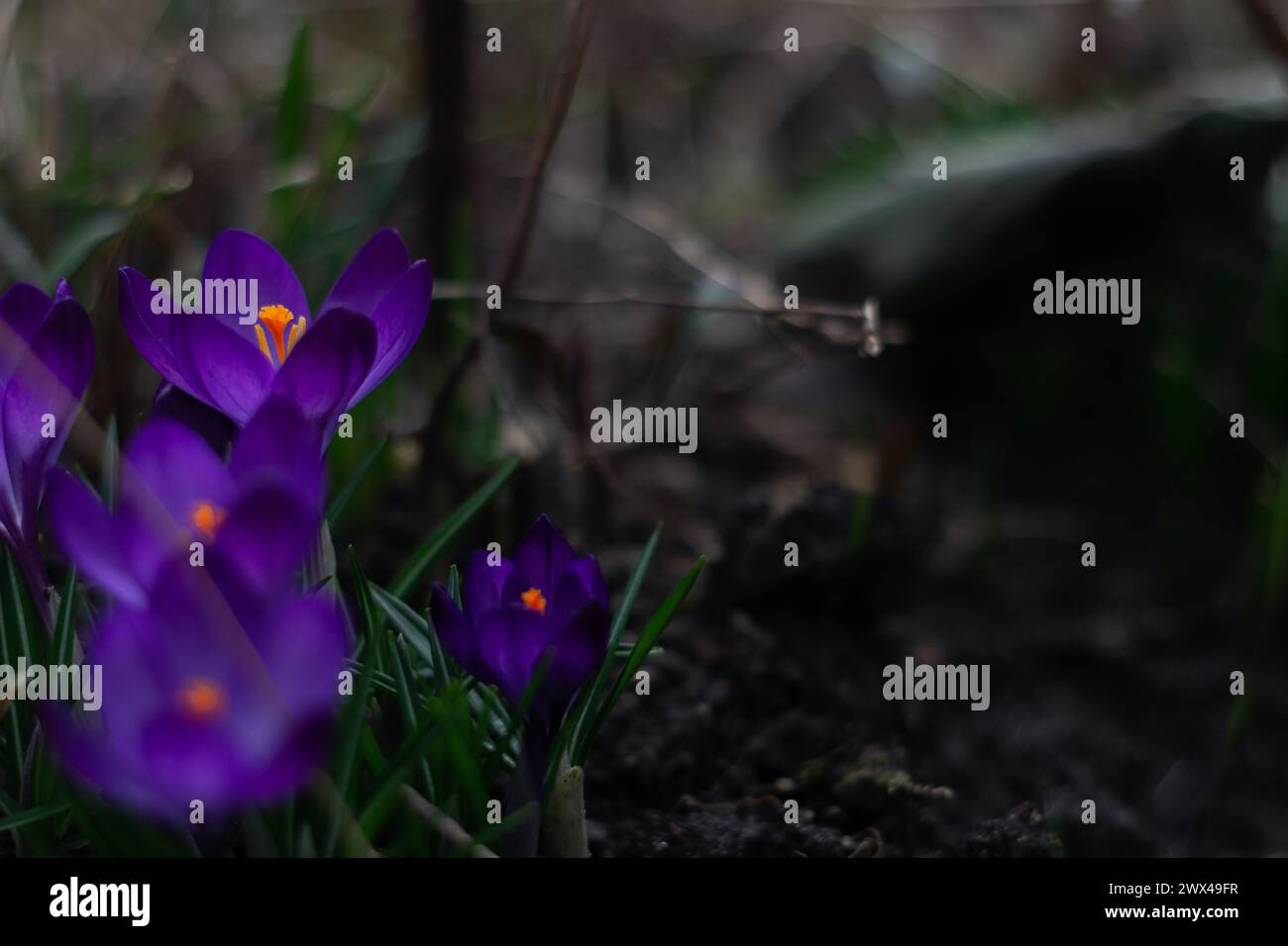 Purple snowdrops growing in spring hi-res stock photography and images ...