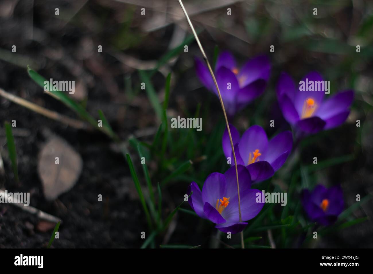 Purple snowdrops growing in spring hi-res stock photography and images ...