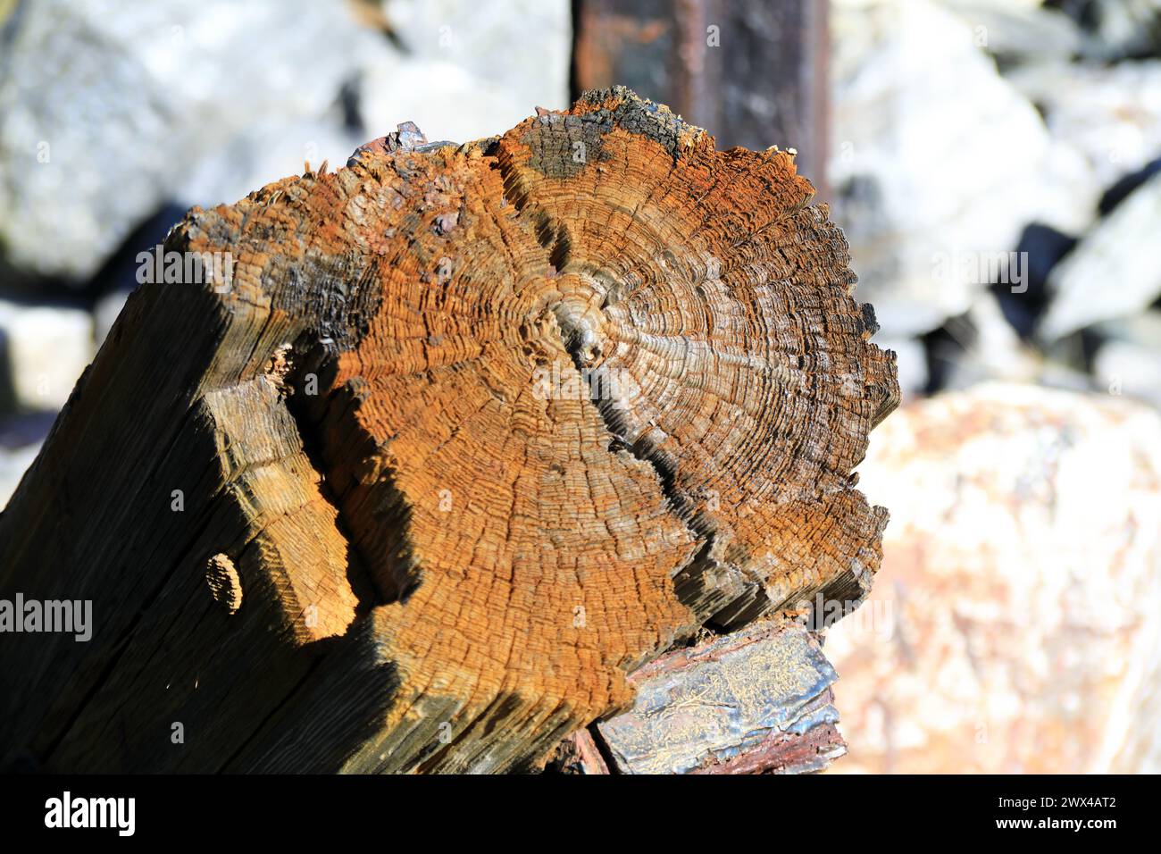Tree rings visible on old planks of wood used as part of machinery ...