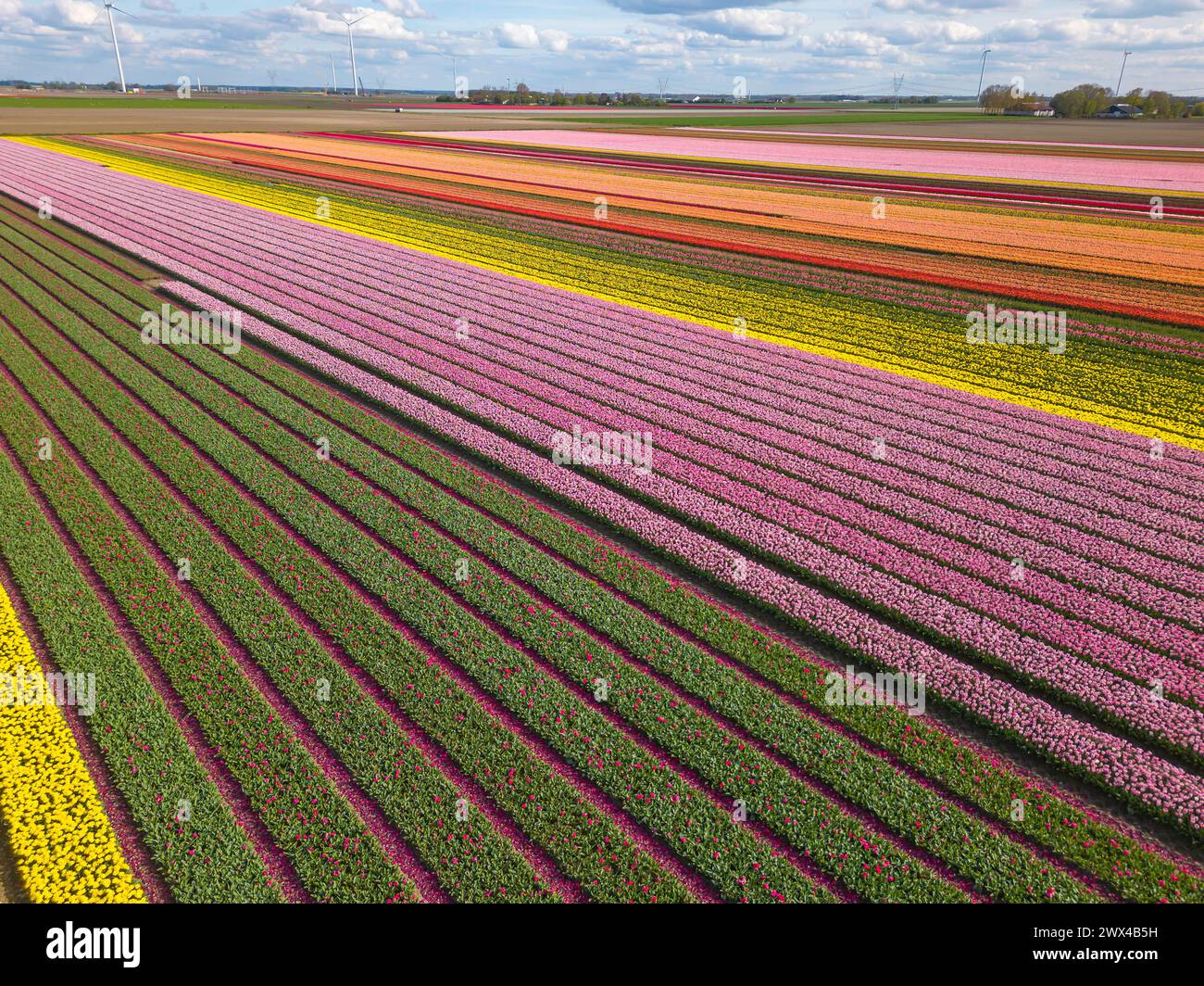 Aerial view rose fields hi-res stock photography and images - Alamy