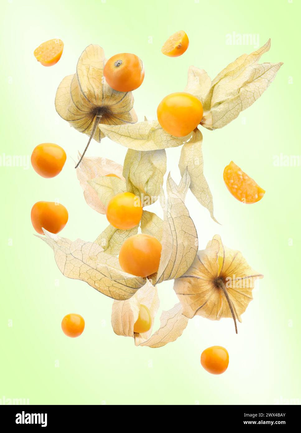 Ripe orange physalis fruits with calyx falling on light green gradient ...