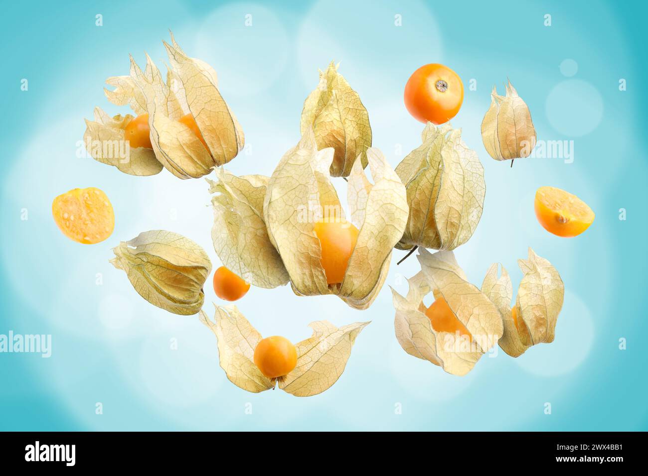 Ripe orange physalis fruits with calyx falling on light blue background ...