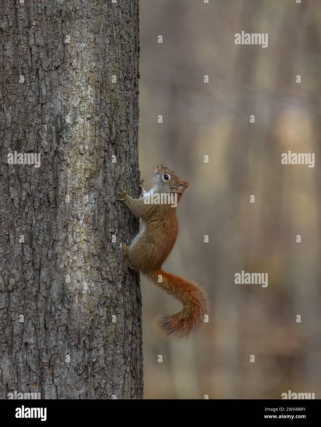 Choradata hi-res stock photography and images - Alamy