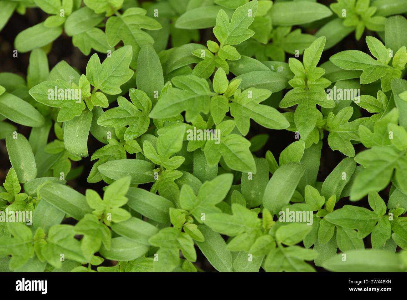 Tomato plants sprout in a greenhouse Stock Photo - Alamy