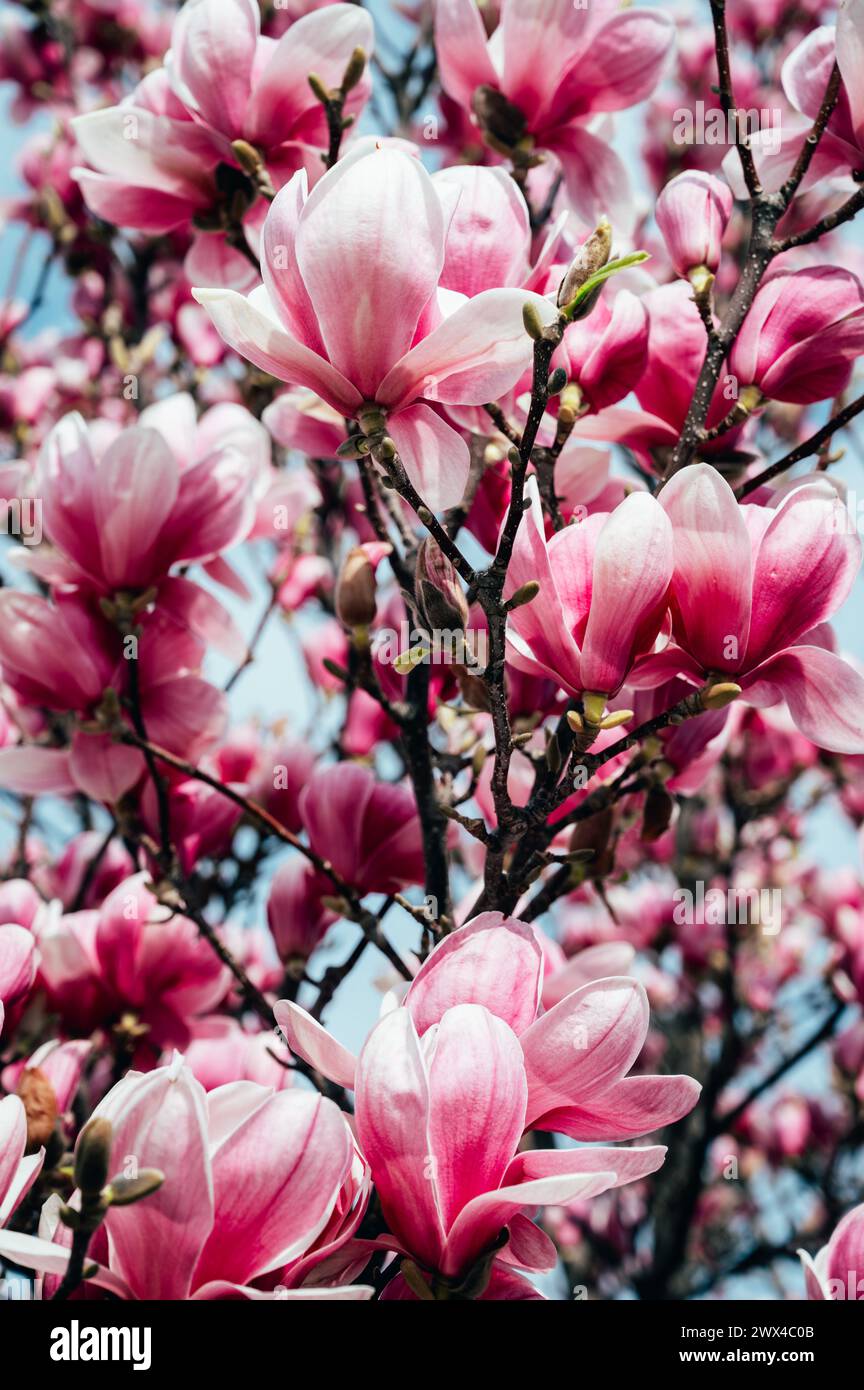 Beautiful light pink magnolia flowers on blue sky background wallpaper ...
