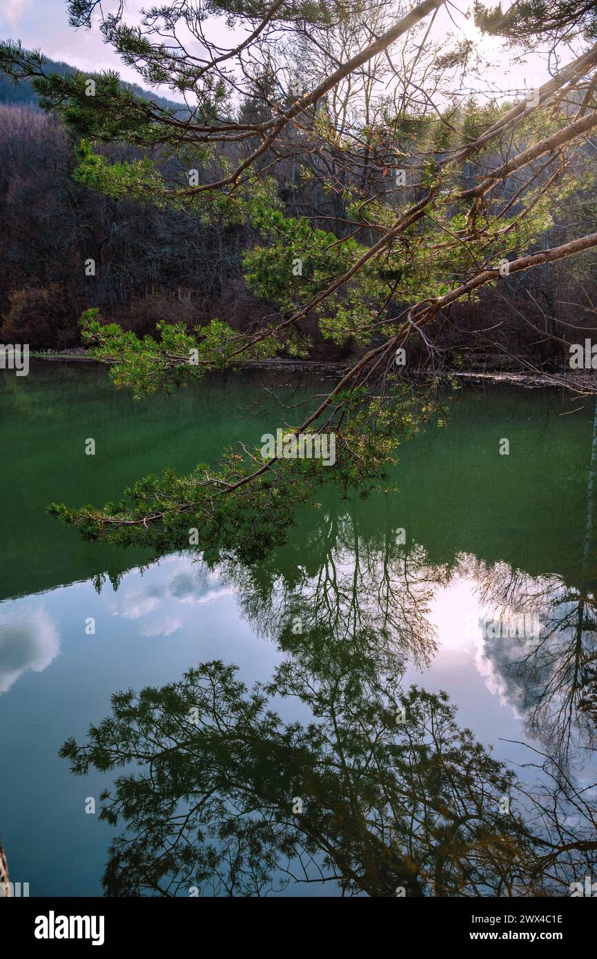 Tree branches hanging over water hi-res stock photography and images ...