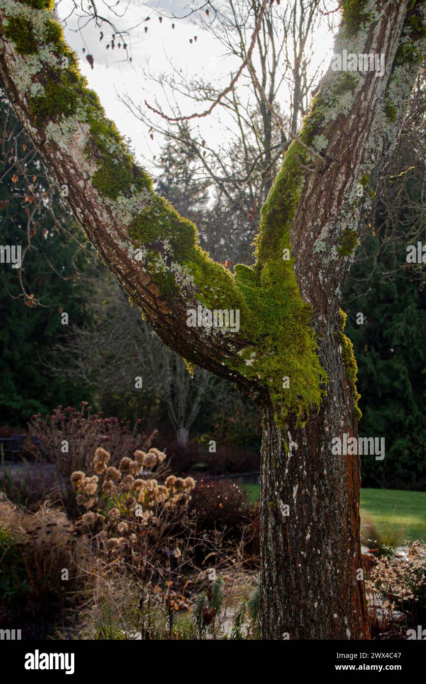 Bellevue botanical garden tree Stock Photo - Alamy