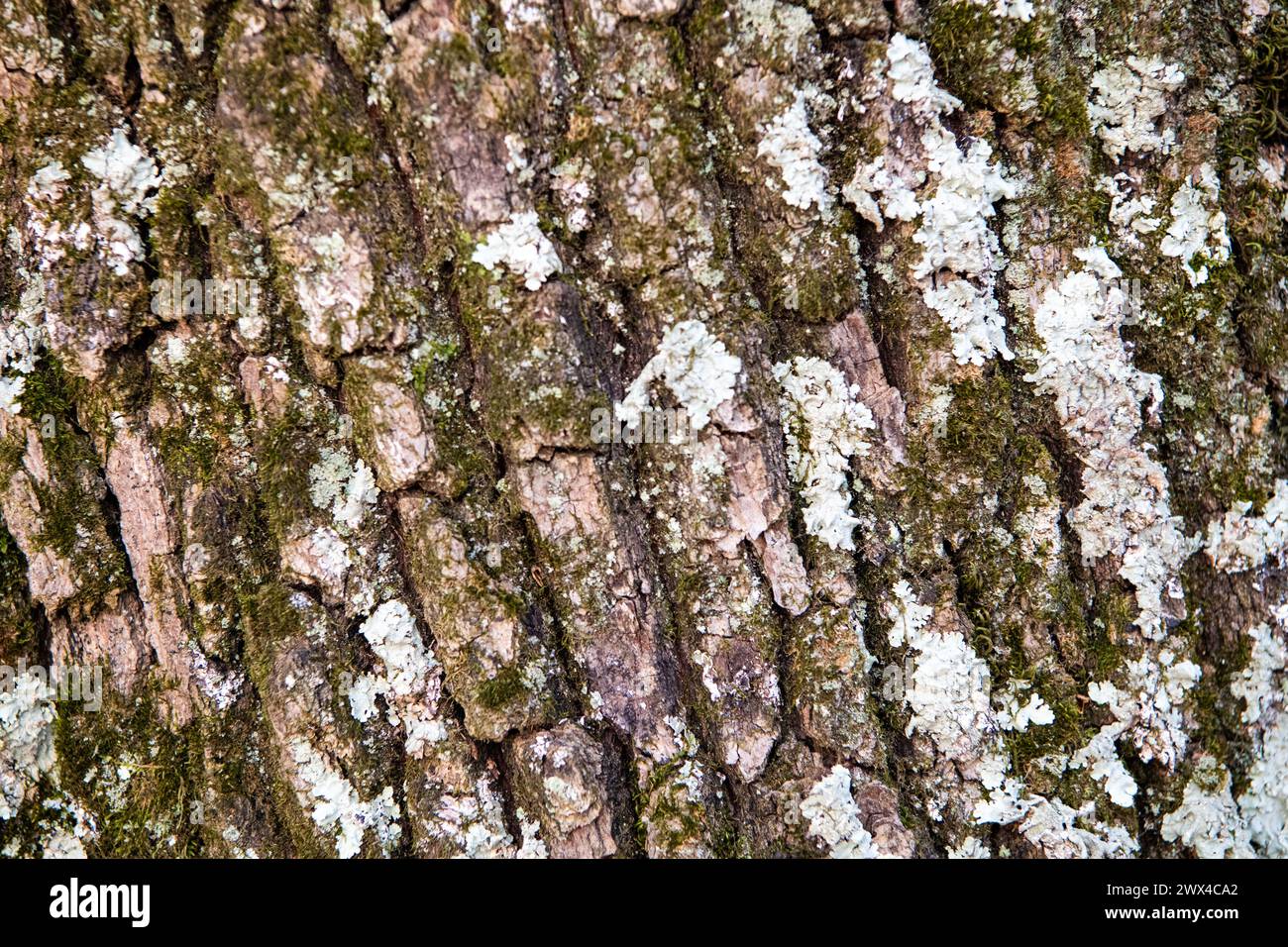 Tree bark texture in nature pattern background Stock Photo - Alamy