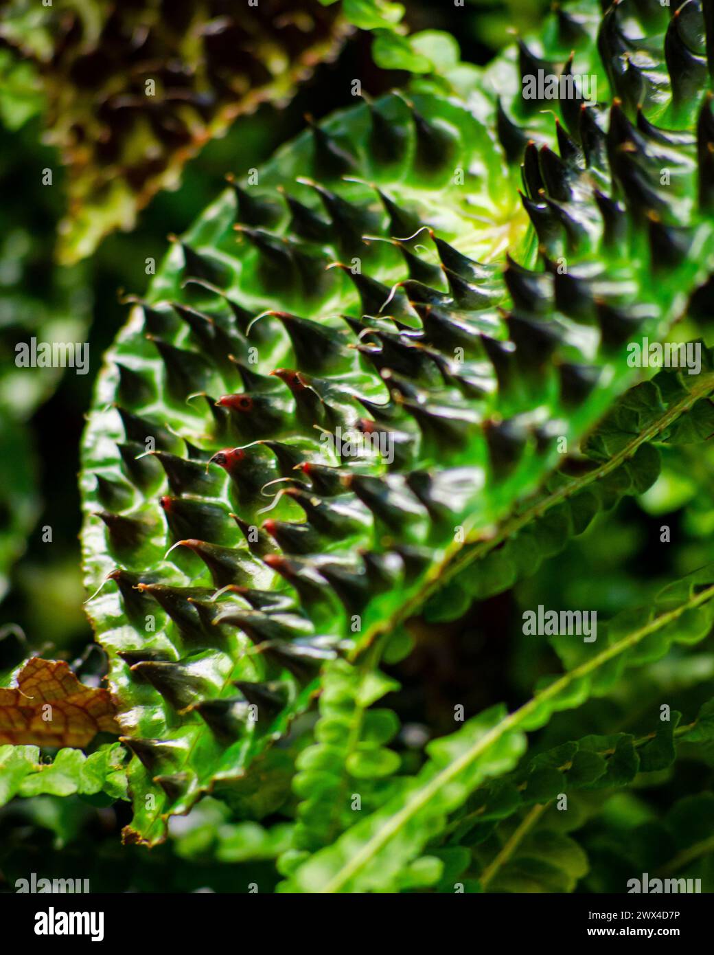 Bird's Nest Fern Stock Photo - Alamy