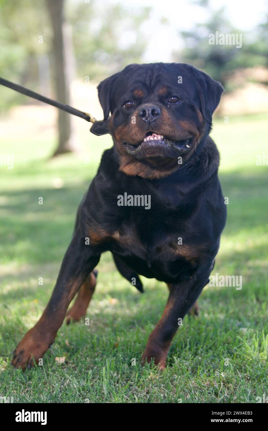 Black and tan rottweiler hi-res stock photography and images - Alamy