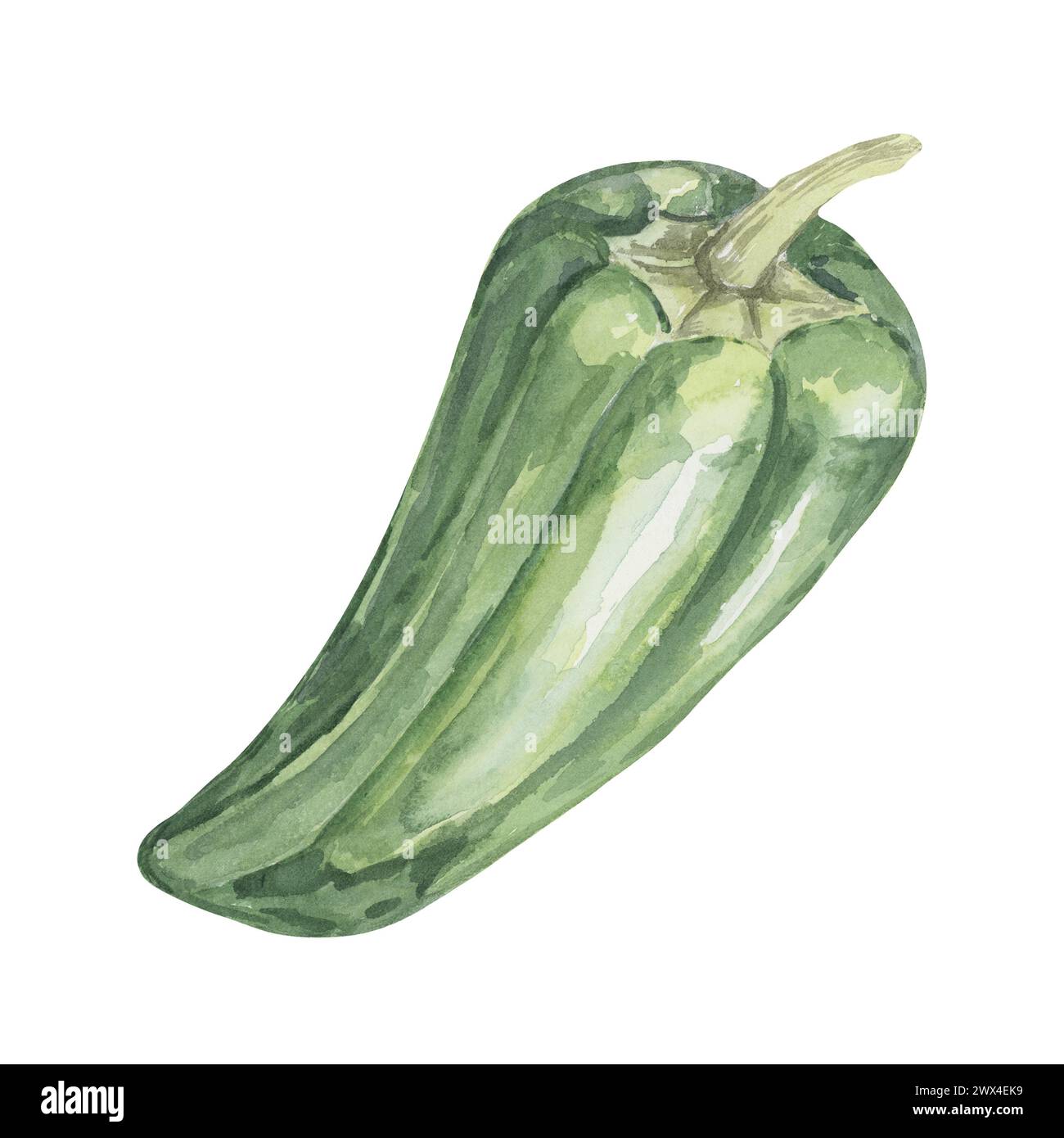 Green jalapeno pepper in watercolor. Bright green pepper design. Hand ...