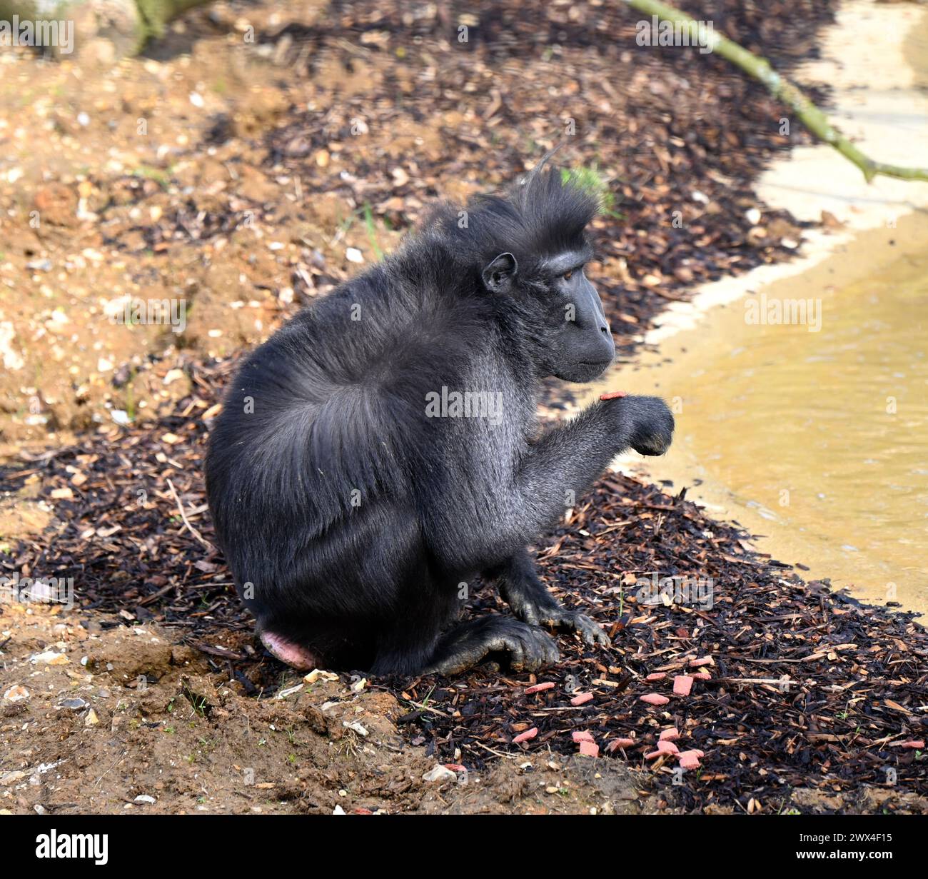 Indosian island hi-res stock photography and images - Alamy