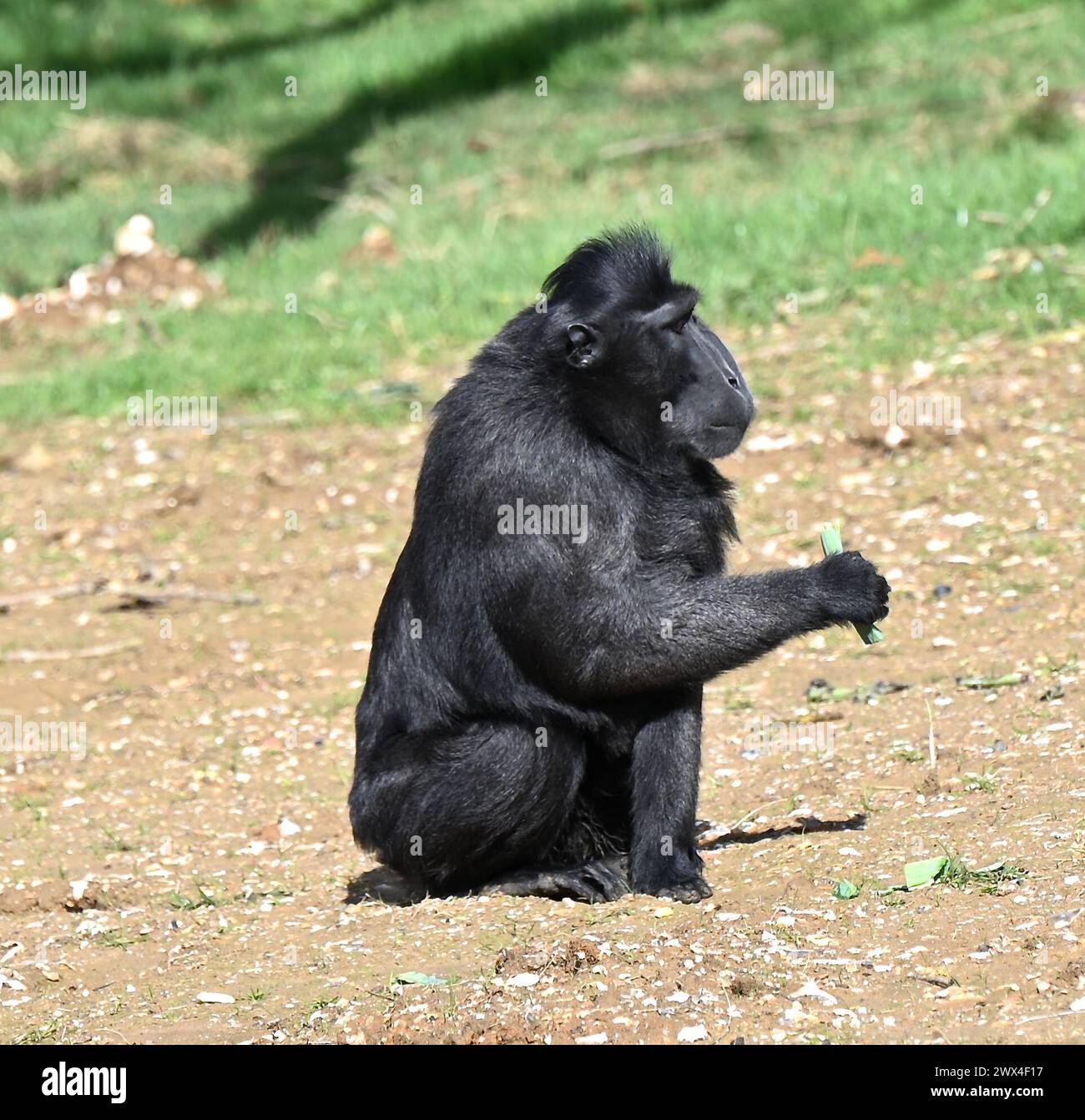 Vestigial tail stub hi-res stock photography and images - Alamy