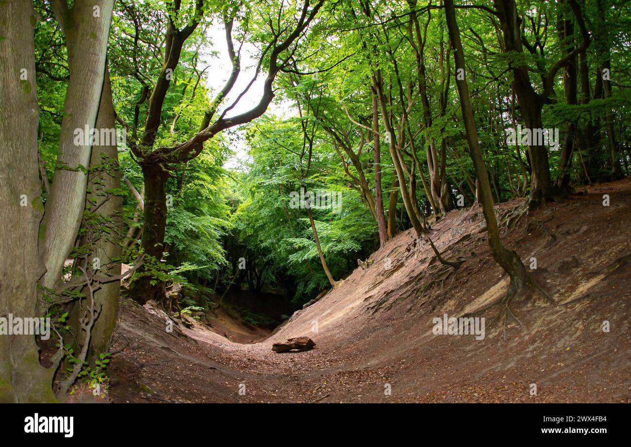 Secluded area dense forest hi-res stock photography and images - Alamy