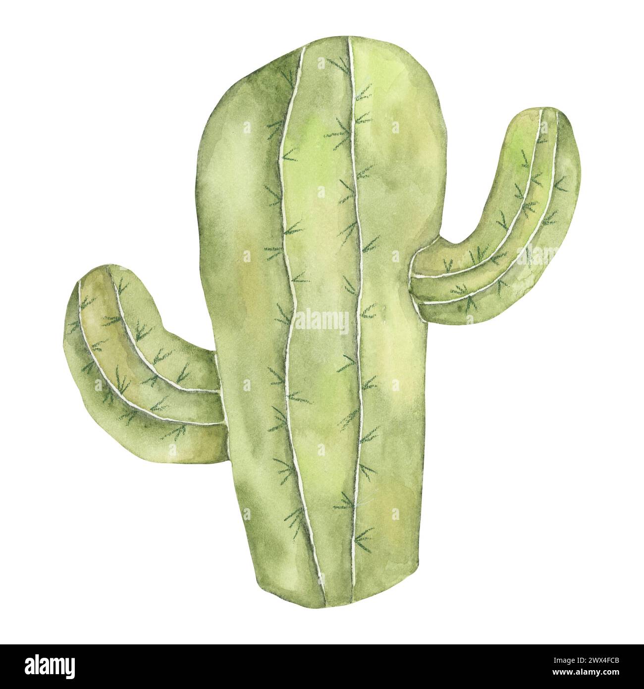 Watercolor cactus illustration. Tropical succulent clipart isolated on ...