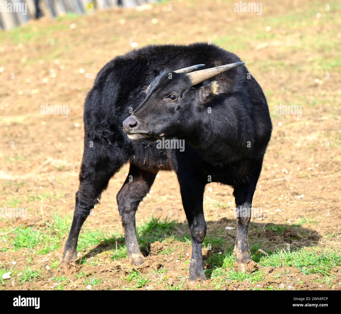 A Lowland Anoa at Monkey Forest at Whipsnade Zoo .They originate from ...