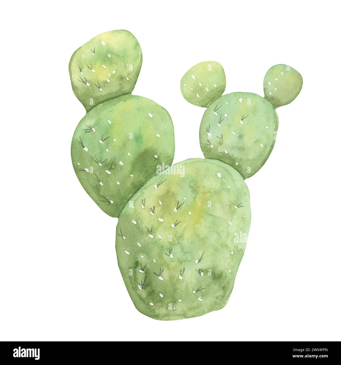 Watercolor cactus illustration. Tropical succulent clipart isolated on ...