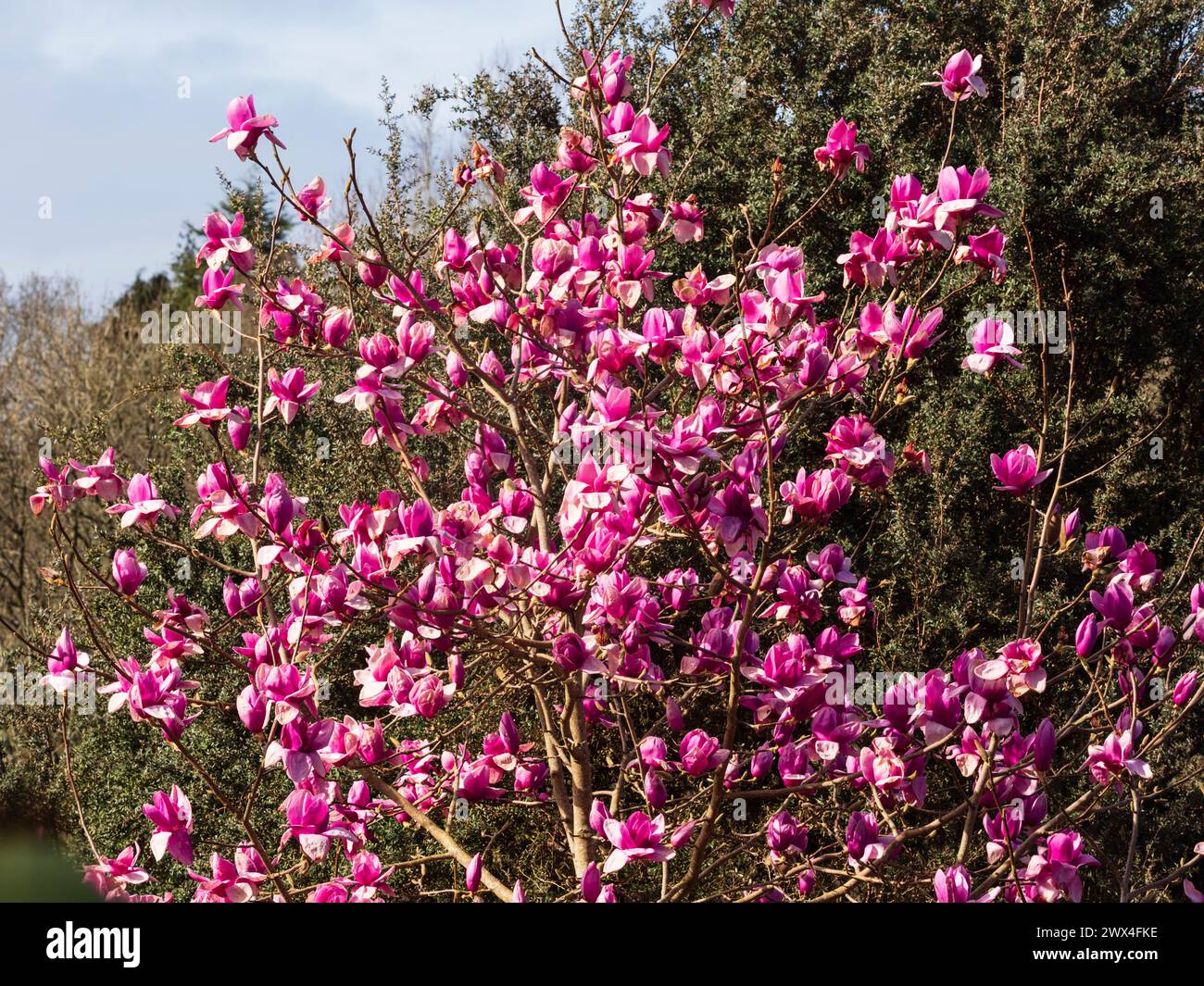 Red-pink flowers of the early spring flowering ornamental deciduous ...