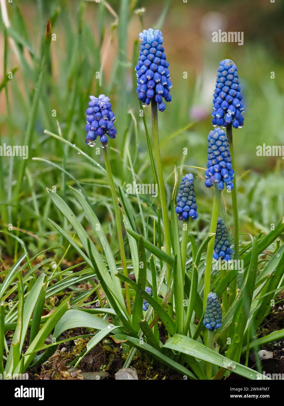 white lipped blue flowers in the racemes of the hardy, early spring ...