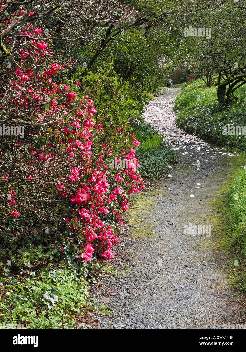 Deep pink flowers of Rhododendron orbiculare beside a path strewn with ...
