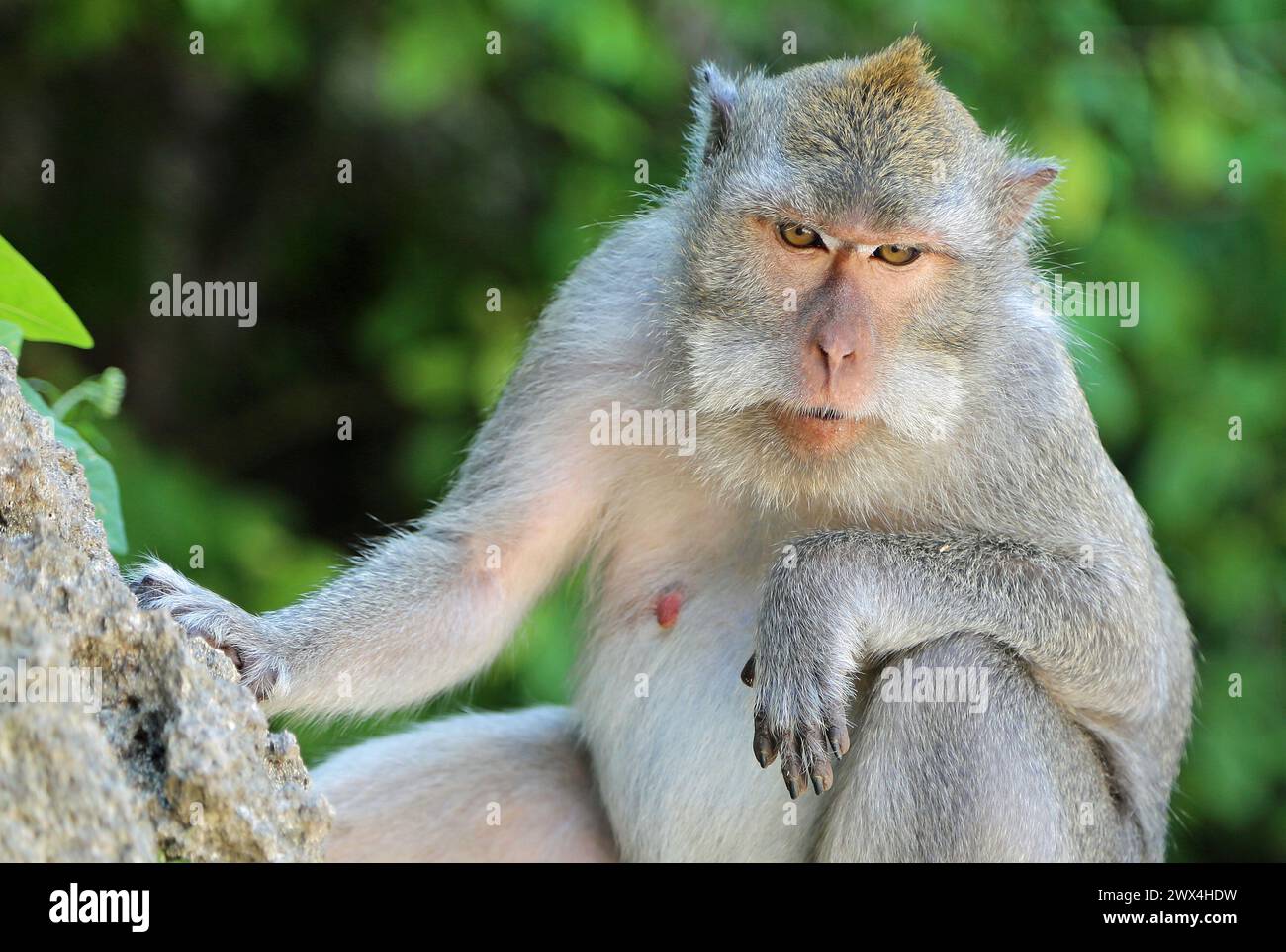 Long-tailed macaque monkey, Bali Stock Photo - Alamy