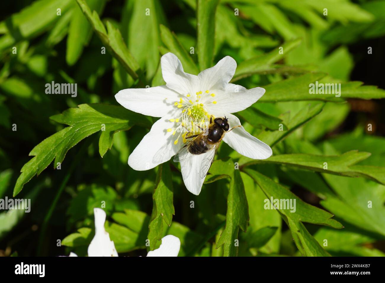 Flower of Anemonoides nemorosa (syn. Anemone nemorosa), wood anemone ...