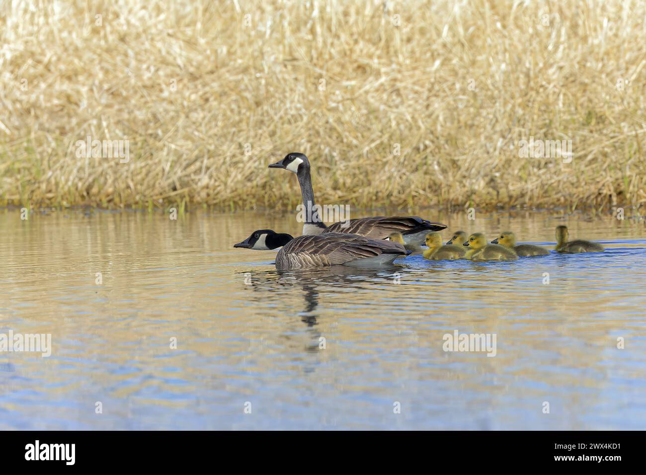 Canada goose (Branta canadensis) in Wisconsin conservation area Stock ...