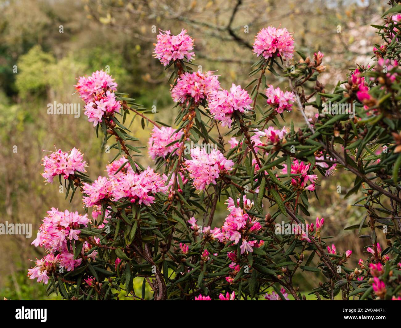 Acid soil hi-res stock photography and images - Alamy