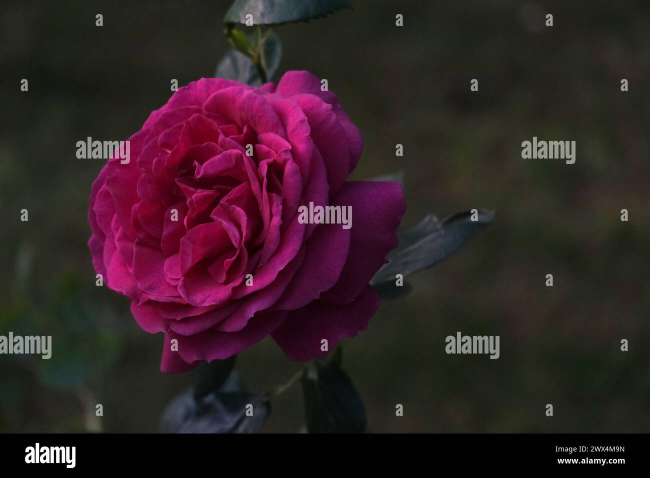 Deep pink rose close up Stock Photo - Alamy