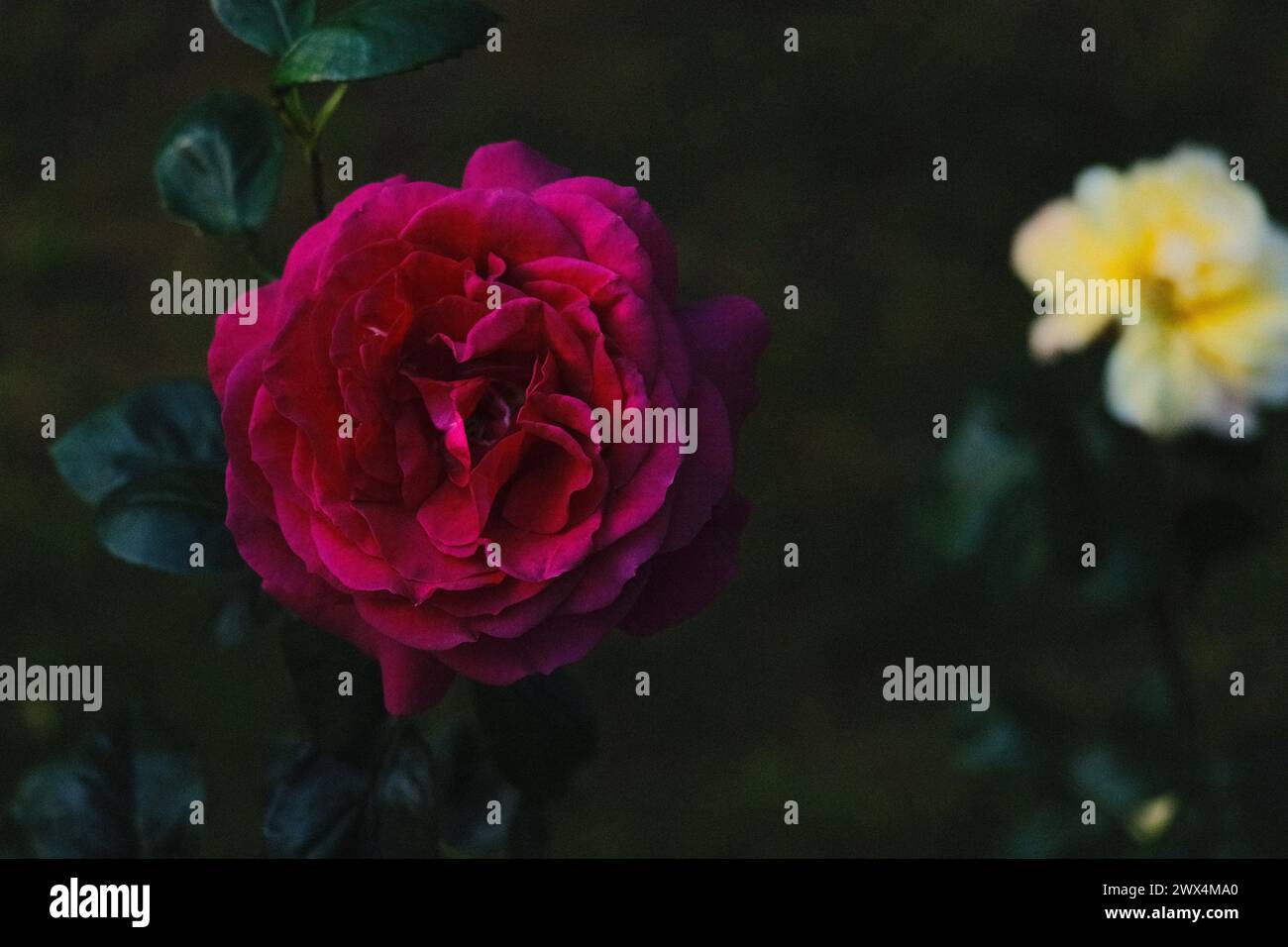 Deep pink rose close up with another one white in the background Stock ...