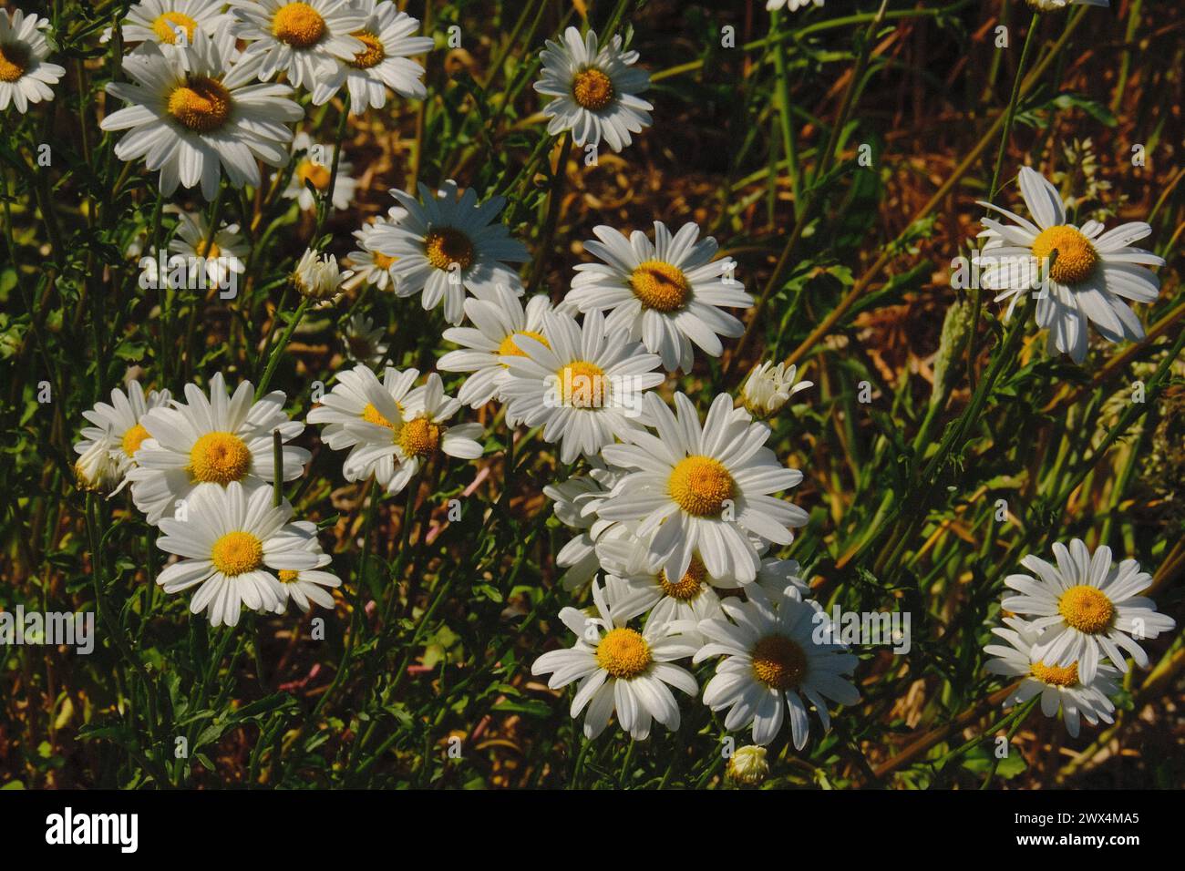 Margaritas macro hi-res stock photography and images - Alamy