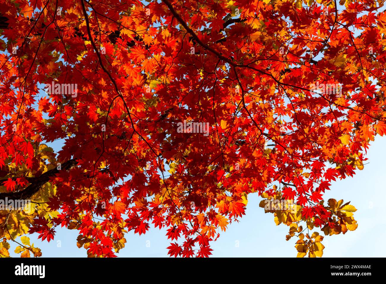Far eastern maple hi-res stock photography and images - Alamy