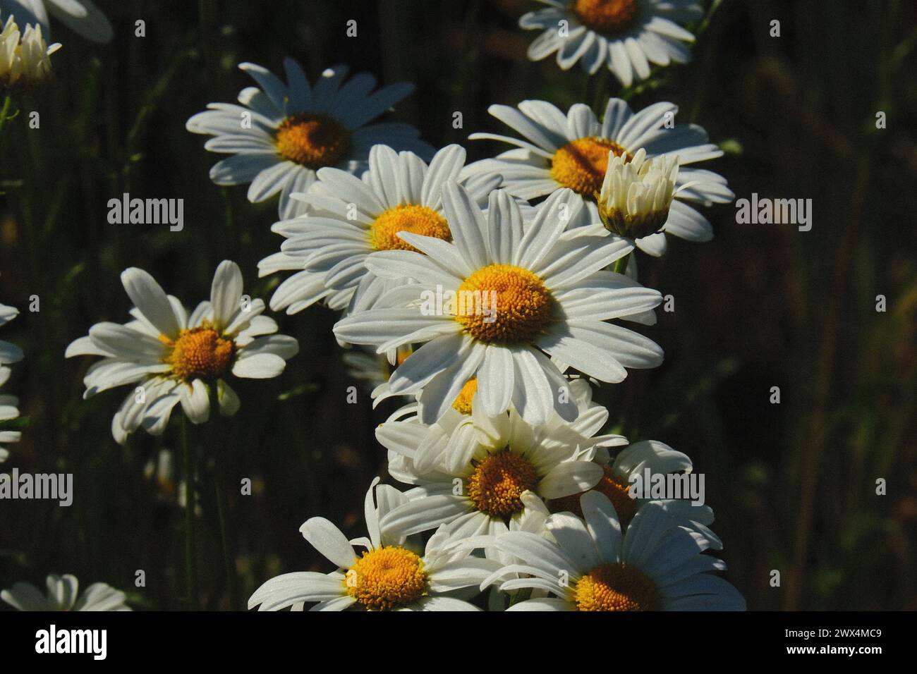 Margaritas macro hi-res stock photography and images - Alamy