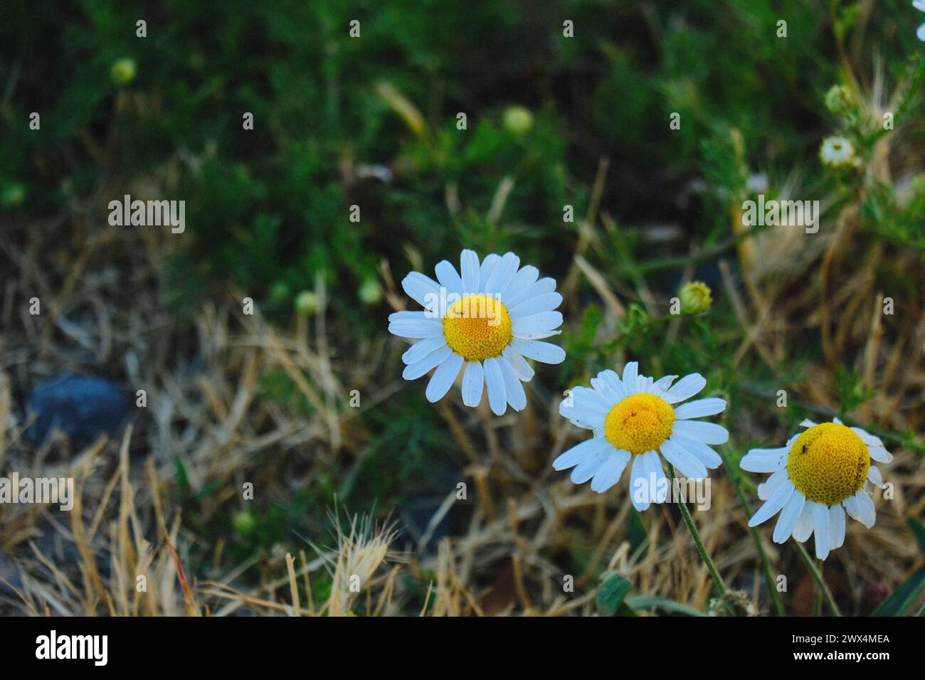 Margarita flower hi-res stock photography and images - Alamy