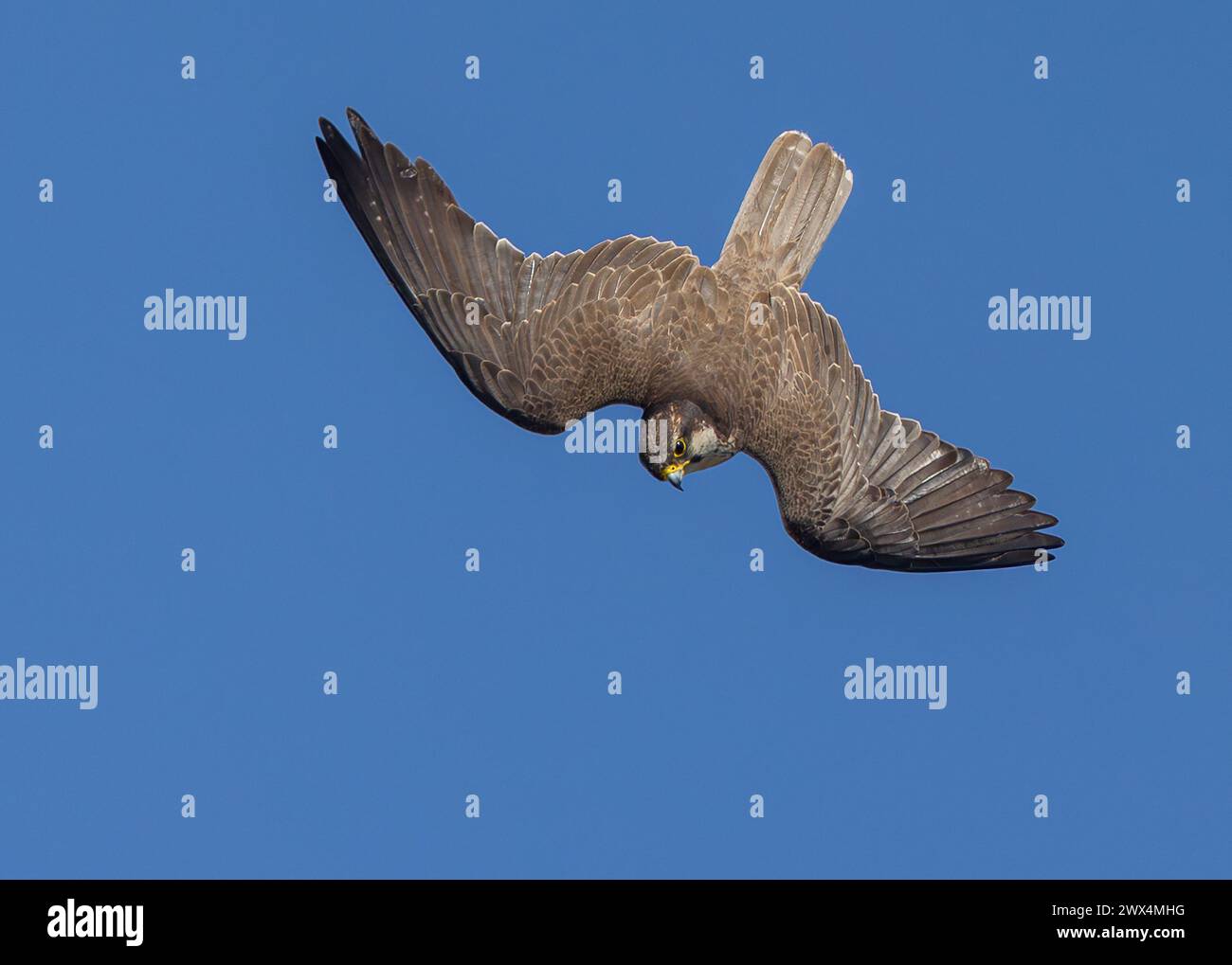 A bird soars with wings spread high in the sky Stock Photo - Alamy