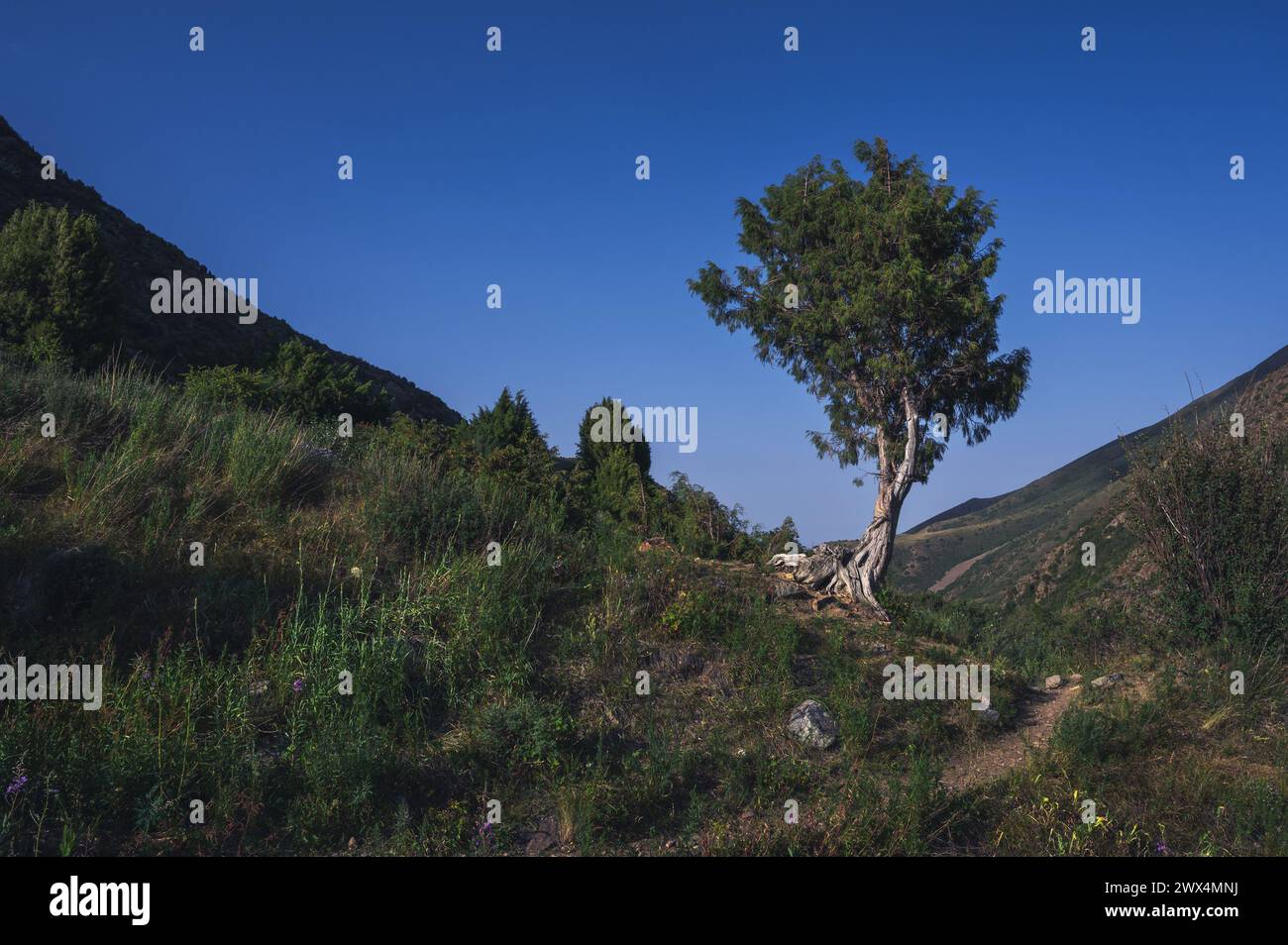 Archa tree hi-res stock photography and images - Alamy