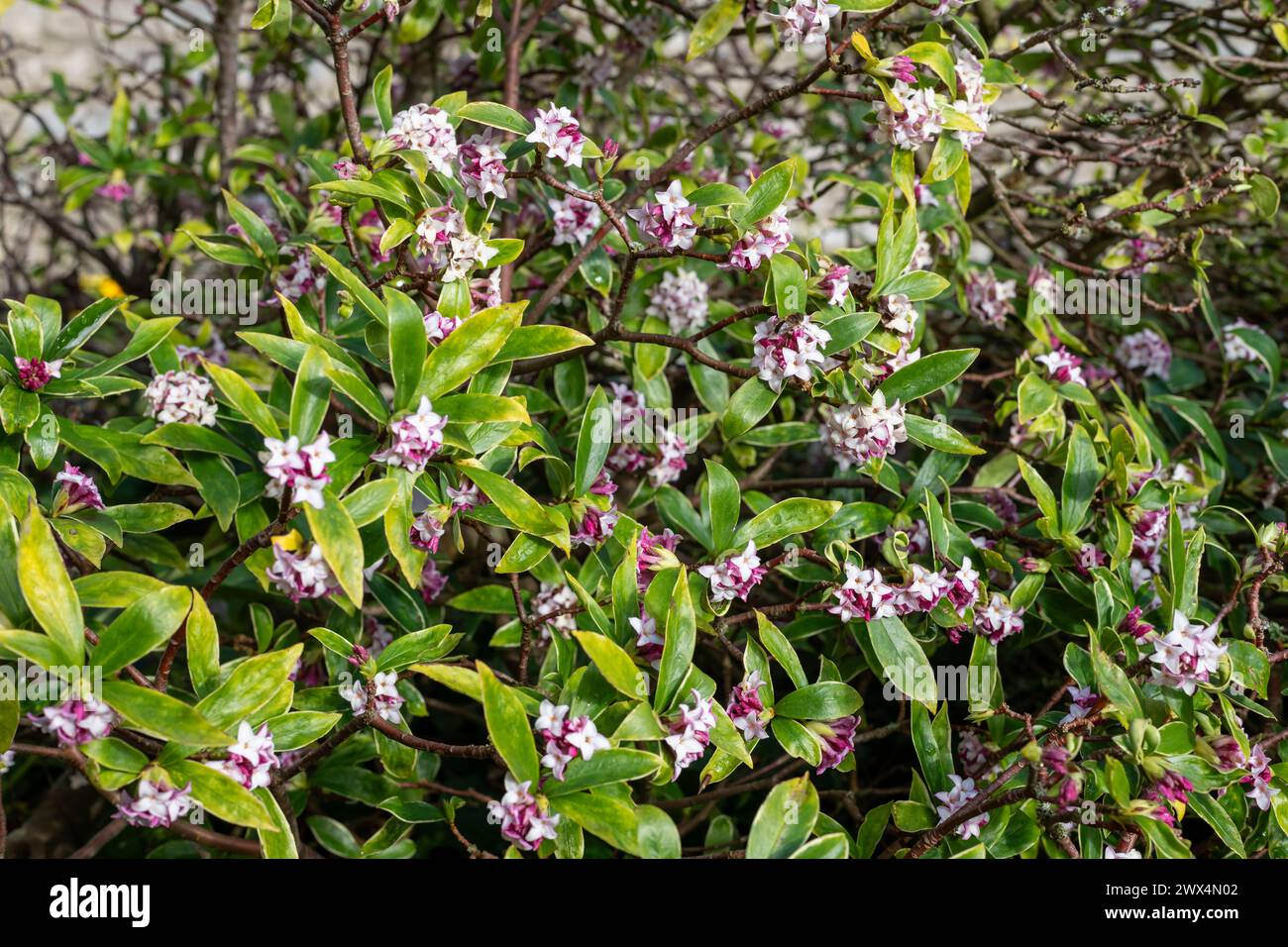Close up of perfume princess Daphne flowers in bloom Stock Photo - Alamy